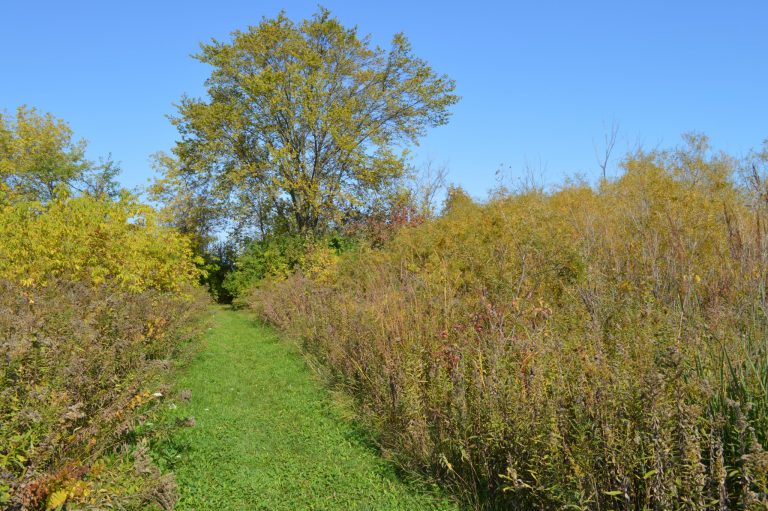 Oneida Nation | Educational Campaigns